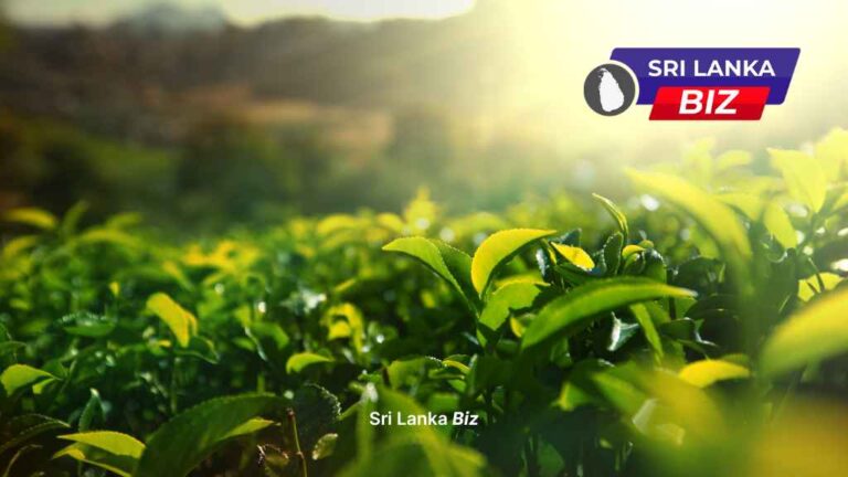 Ceylon Tea Leads Global Cold Brew and Bubble Tea Trend - Sri Lanka ...